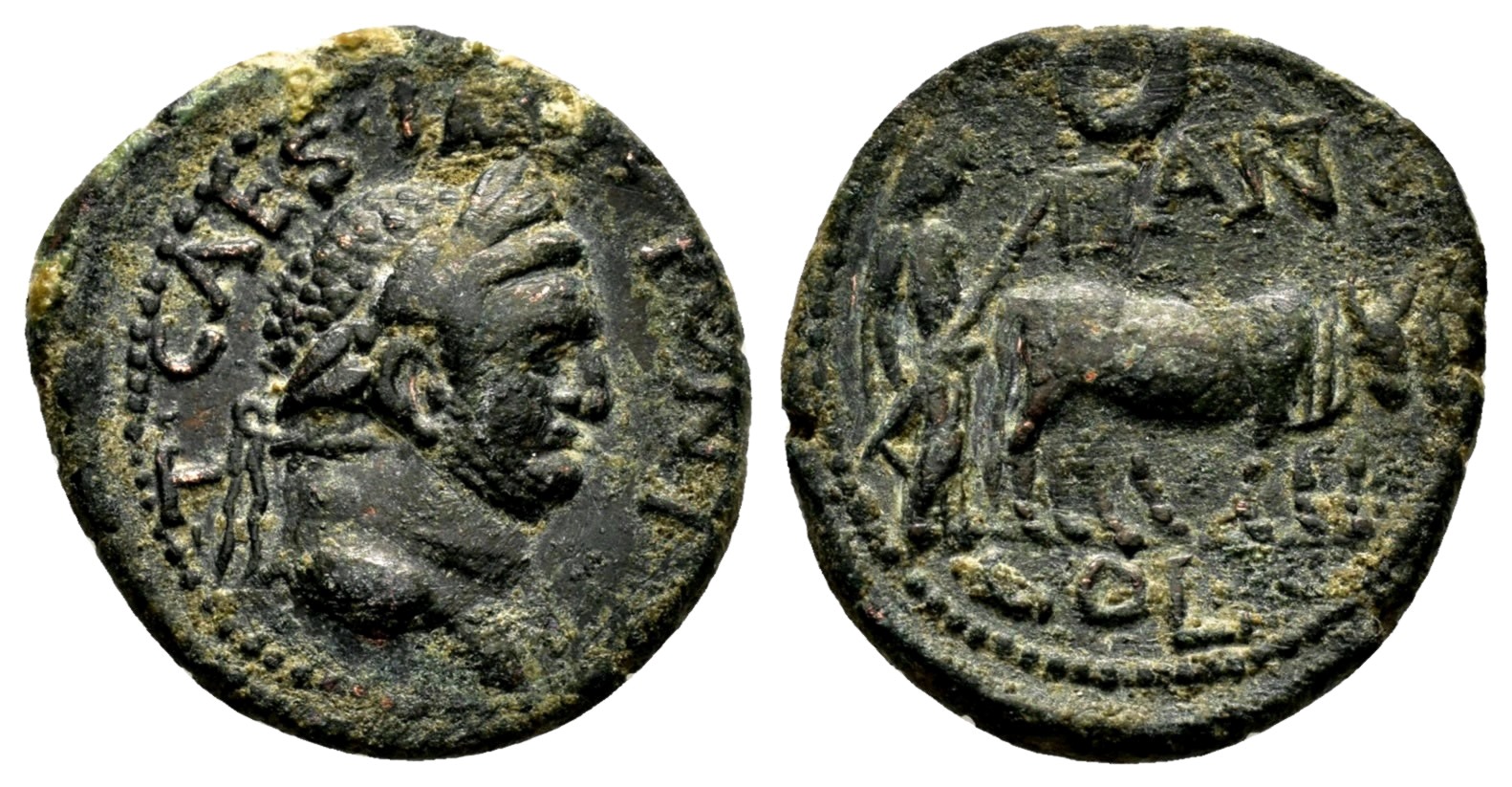 ANTIOCH (Pisidia) AE21. TITUS. EF-. Priest and Yoke. | Roman Provincial ...