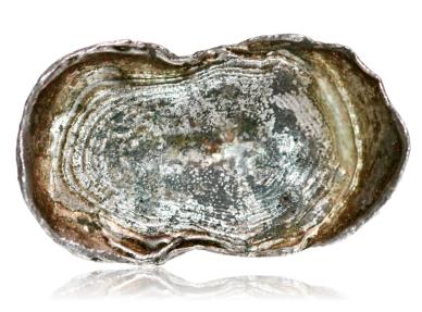 China, tael 1875–1908 | Asian and Middle Eastern Coins