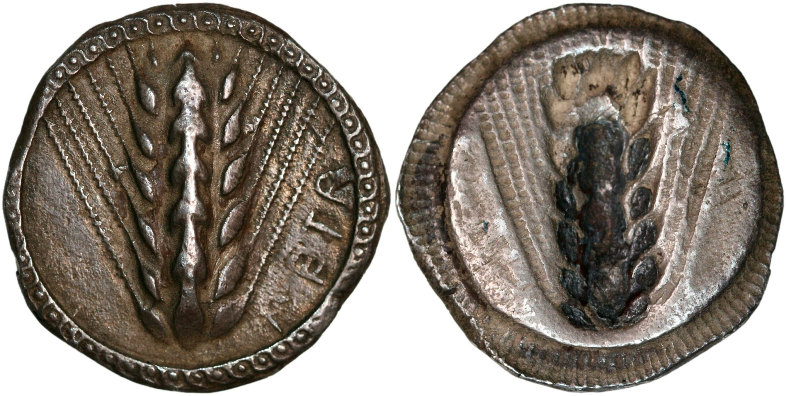 Stater from Metapontion in Lucania (510-470 BC) | Greek Coins