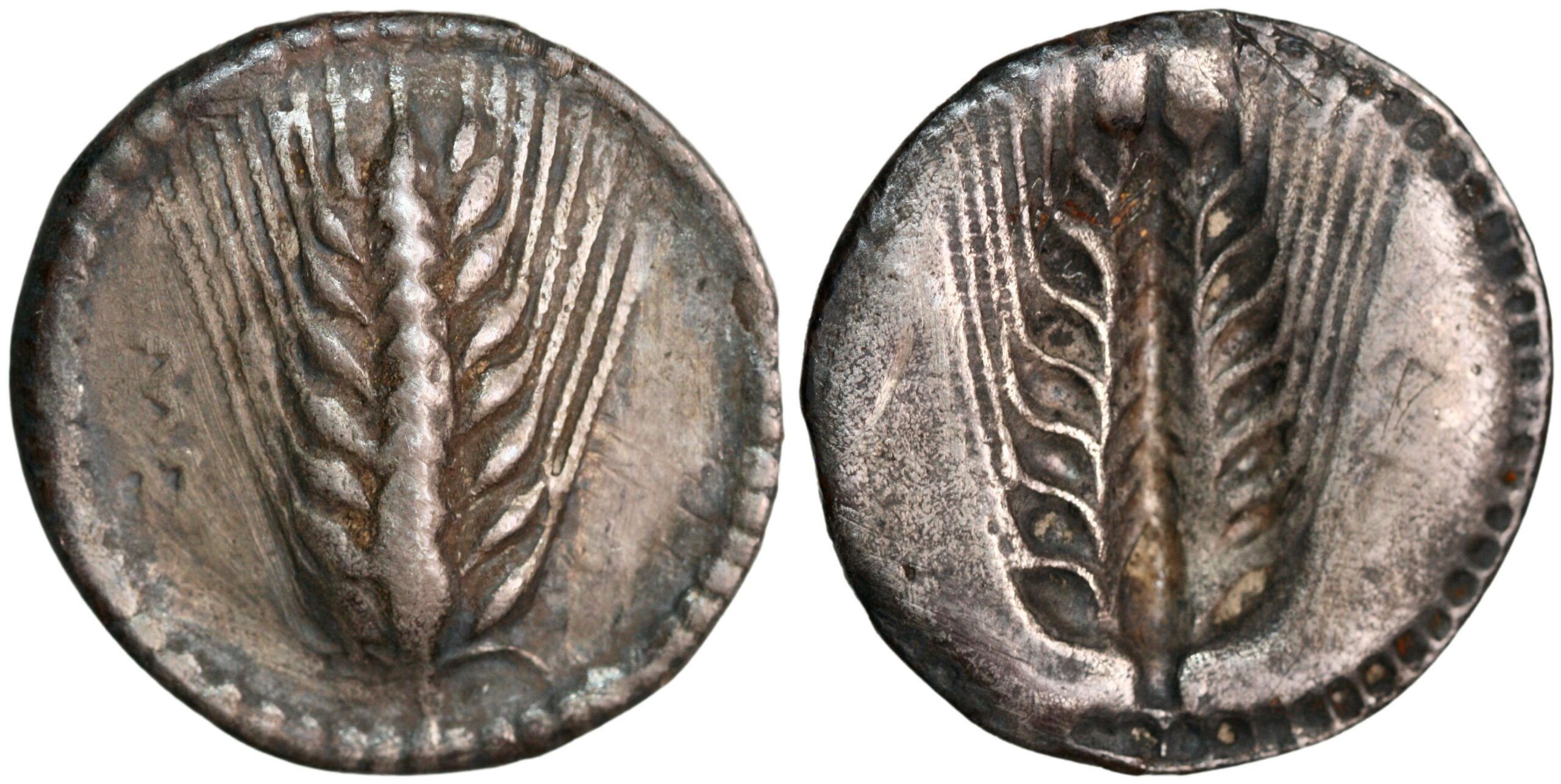 Nomos from Metapontion in Lucania (ca. 540-510 BC) | Greek Coins