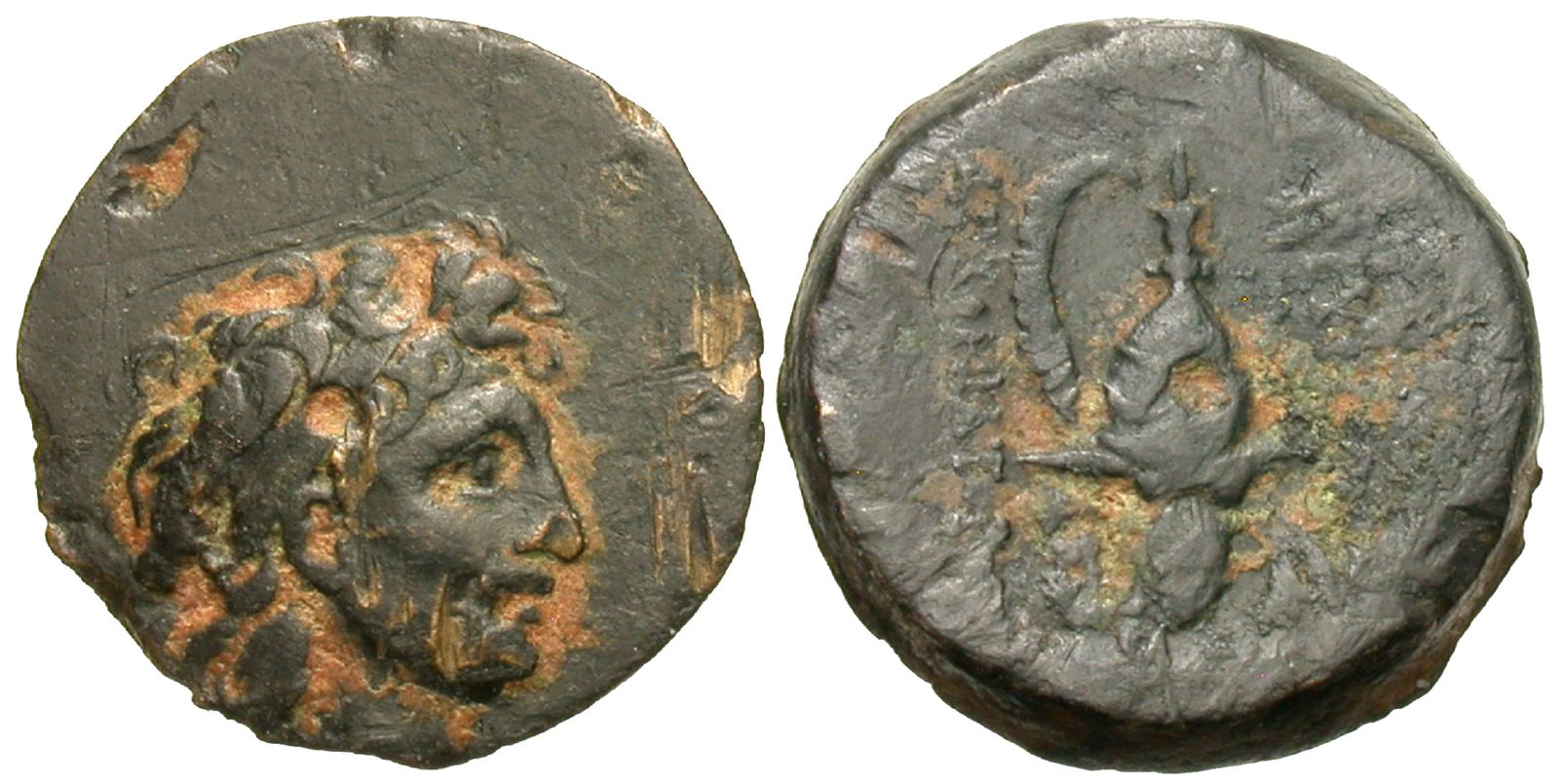 Seleukid Kingdom of Syria. Tryphon. | Greek Coins