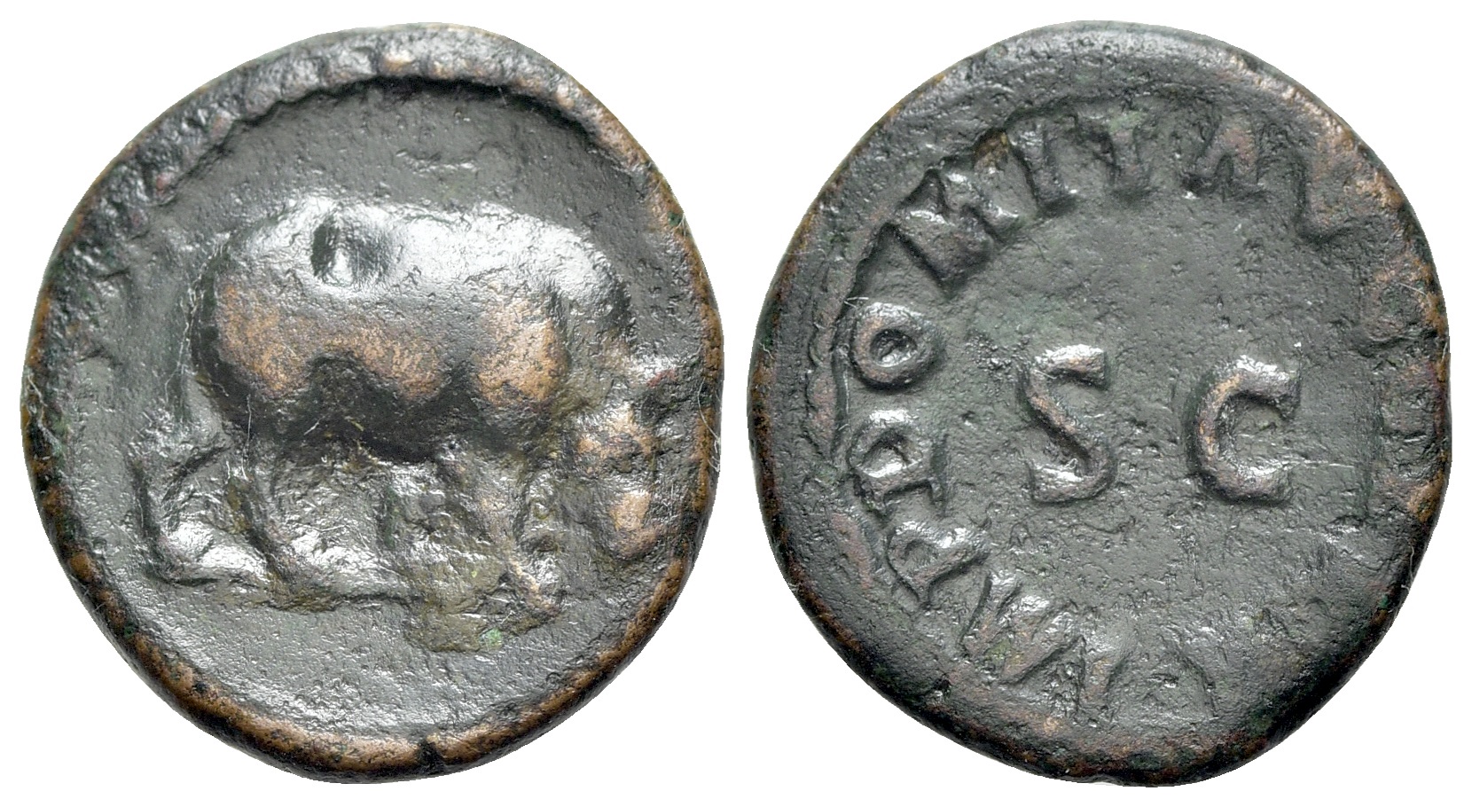Domitian (81-96). Æ Quadrans R/ RHINOCEROS | Roman Imperial Coins